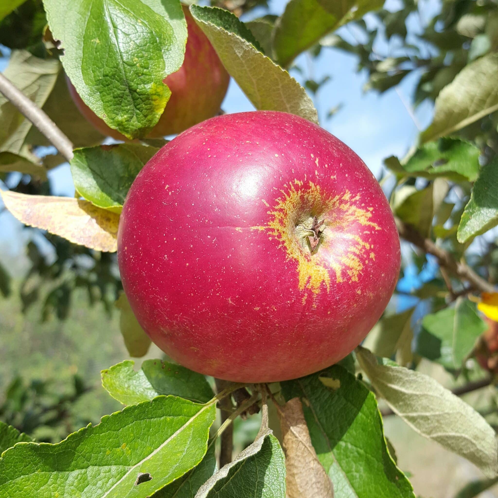 Pépinière arbre fruitier